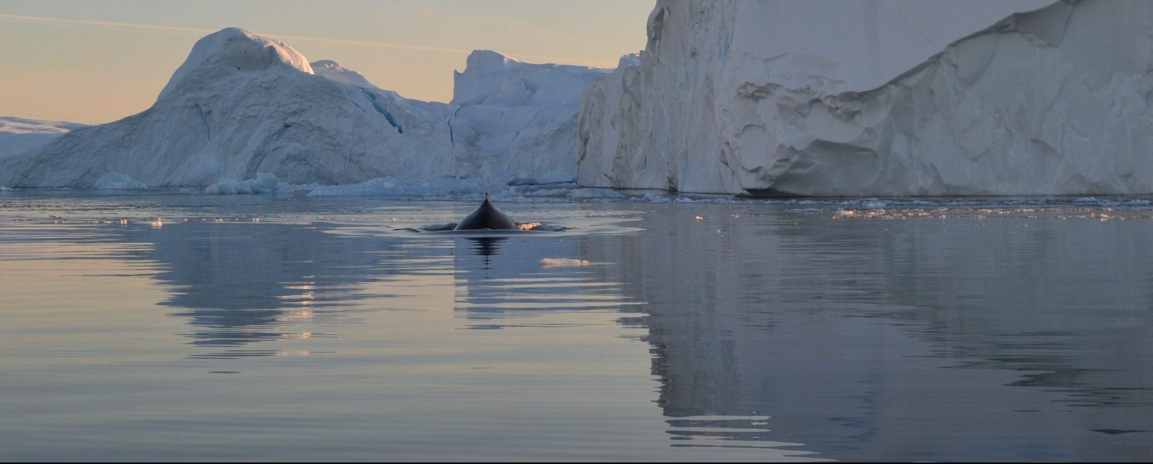 Whale Watching - Greenland Backcountry